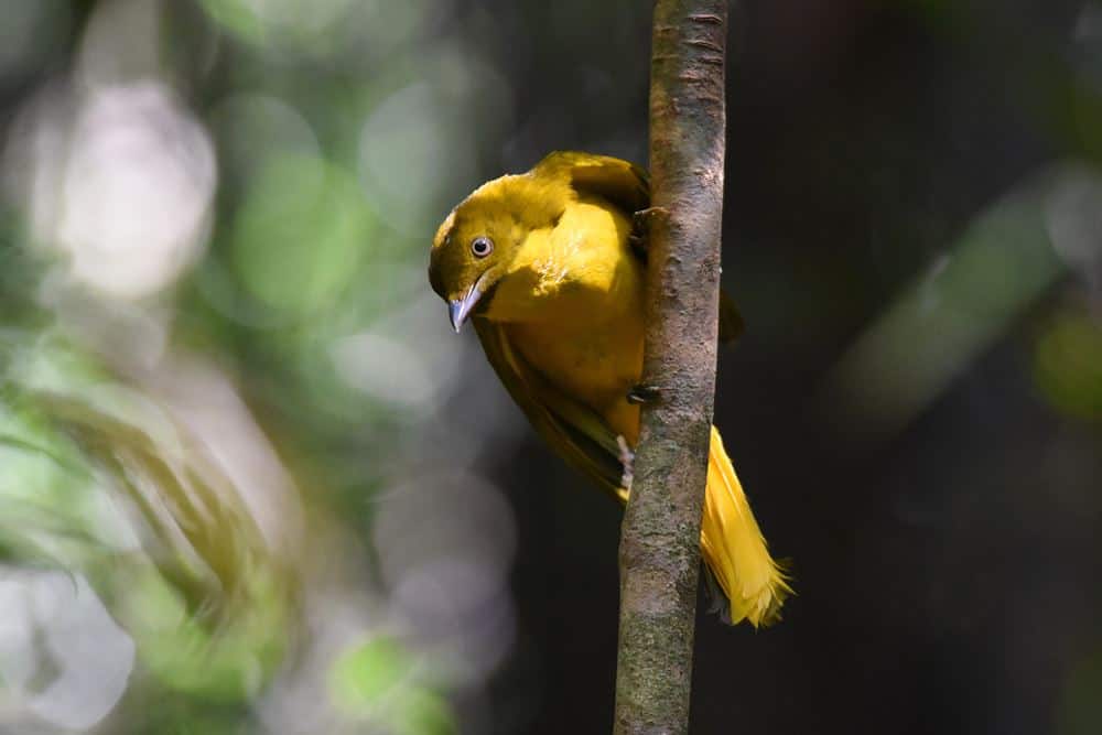 Golden Bowerbird (male) – Birdshot Photography