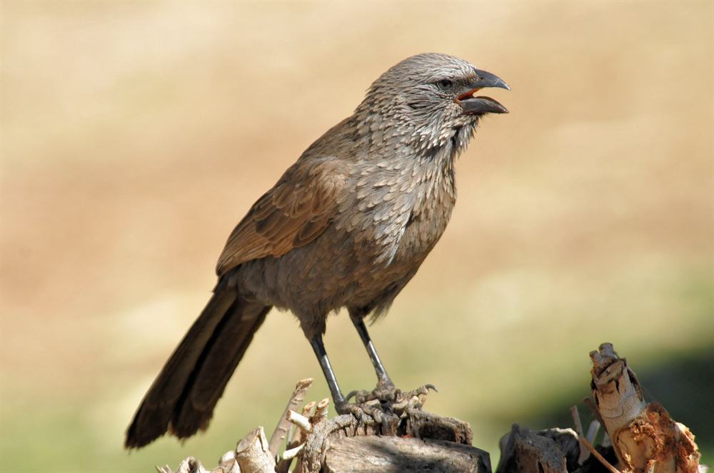 Apostlebird – Birdshot Photography