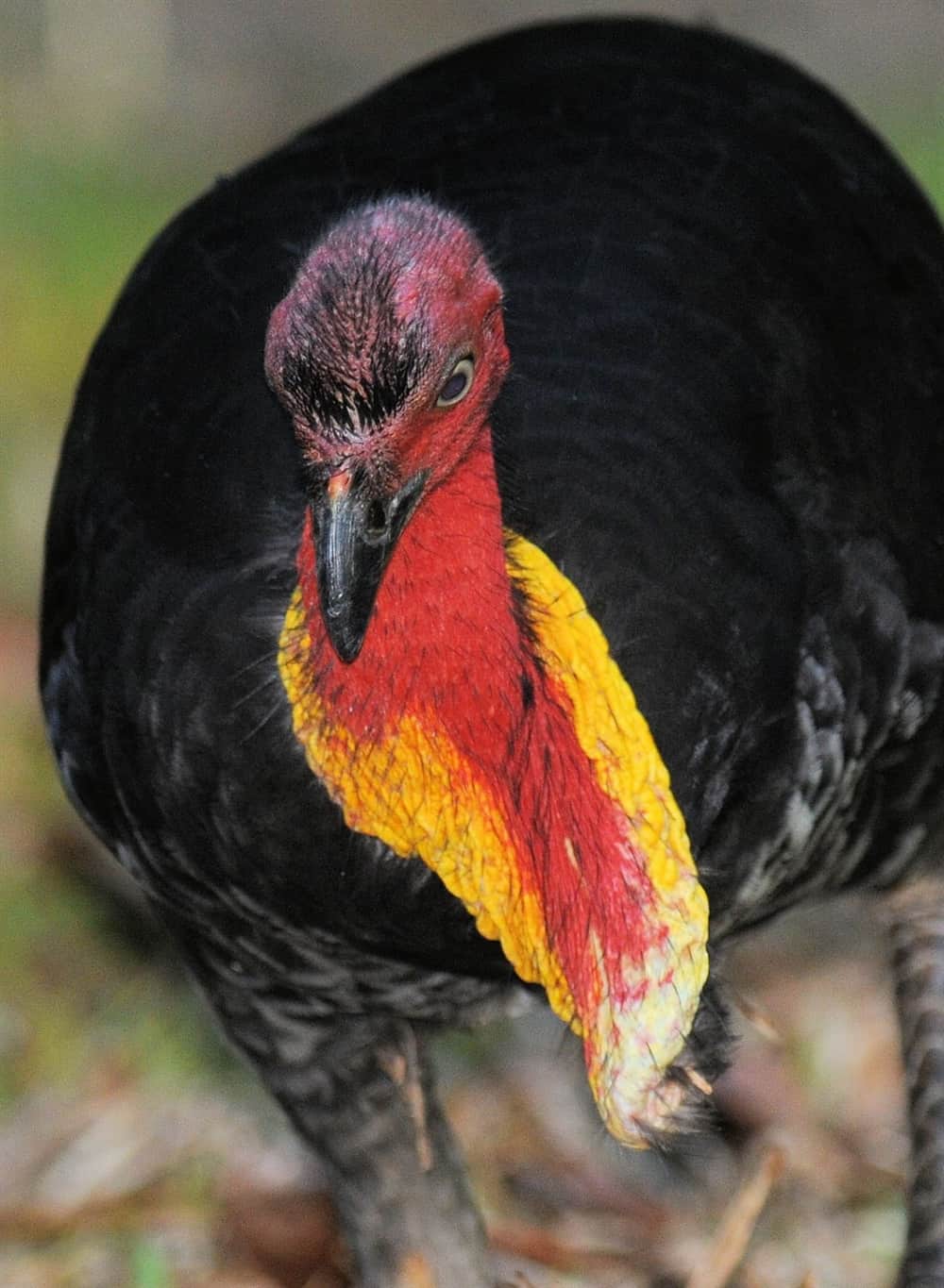 Turkey: Aust Brush Turkey – Birdshot Photography