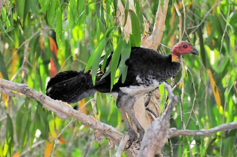 Turkey: Aust Brush Turkey – Birdshot Photography
