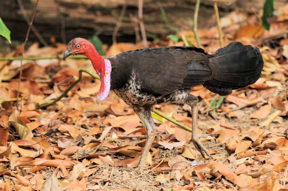 Turkey: Aust Brush Turkey – Birdshot Photography