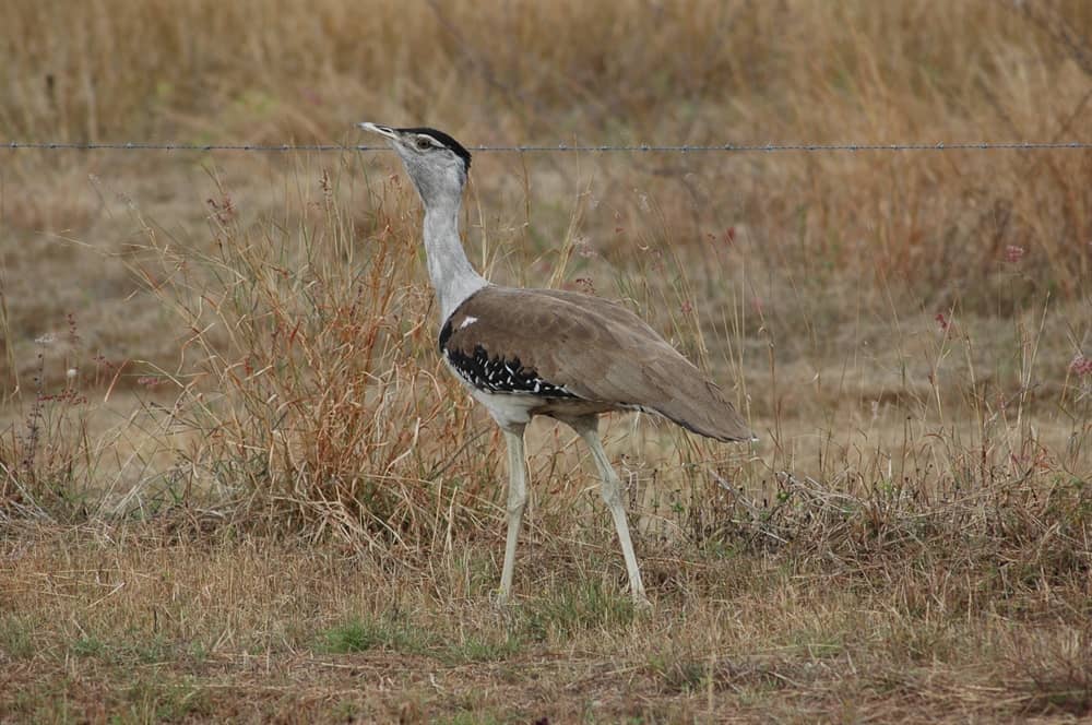 Australian Bustard. nr Mt. Carbine – Birdshot Photography