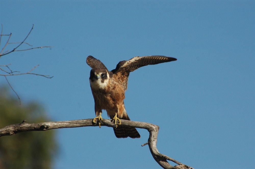 Australian Hobby. Bool Lagoon. 4 – Birdshot Photography