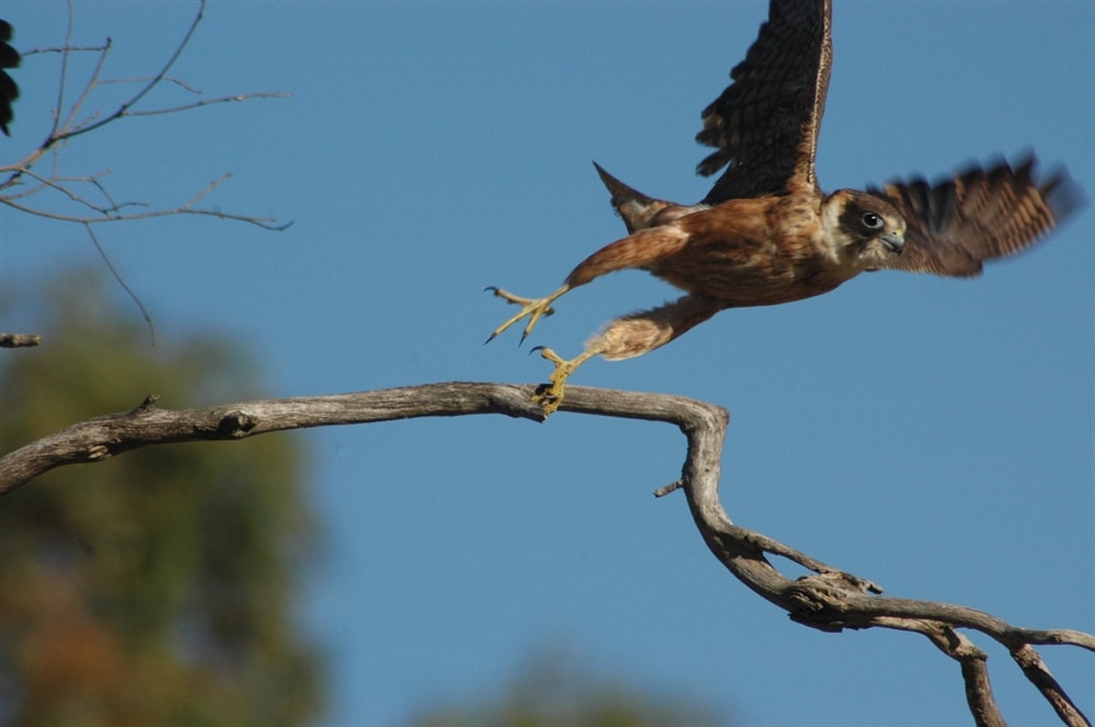 Australian Hobby. Bool Lagoon. 5 – Birdshot Photography