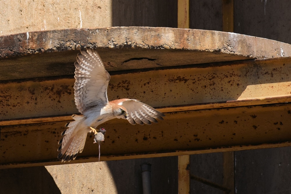 Australian Kestrel. 6. Mitiamo. 131015 – Birdshot Photography