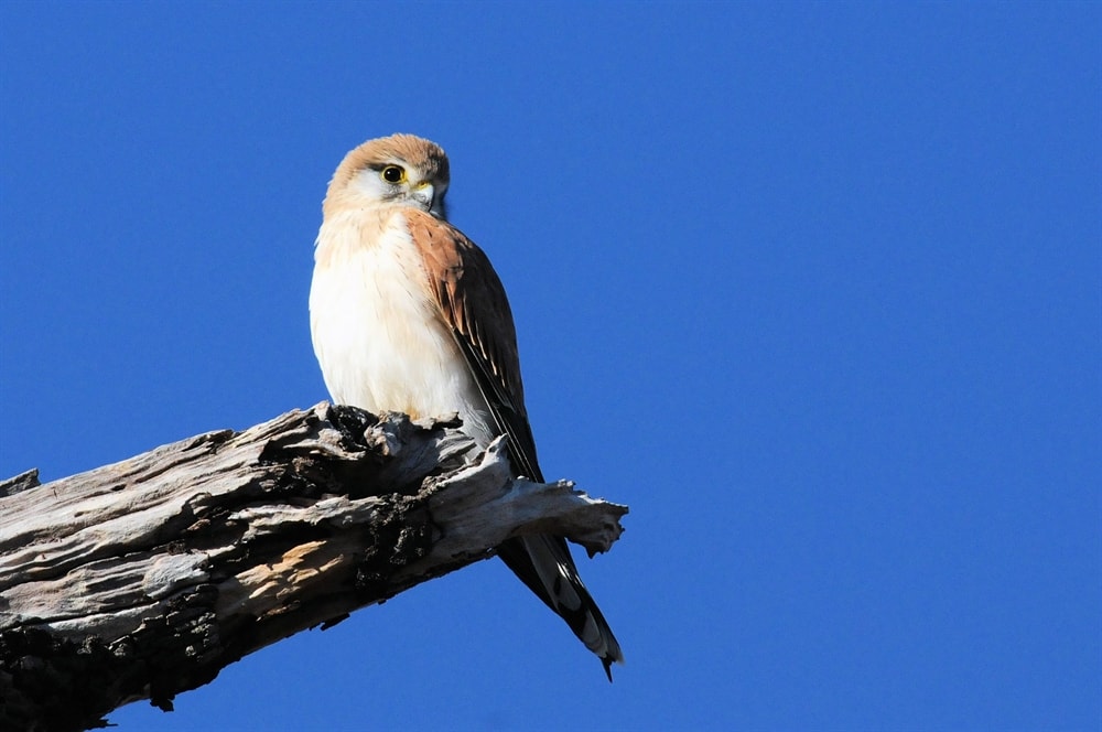 Australian Kestrel. Bingara. 040912 – Birdshot Photography