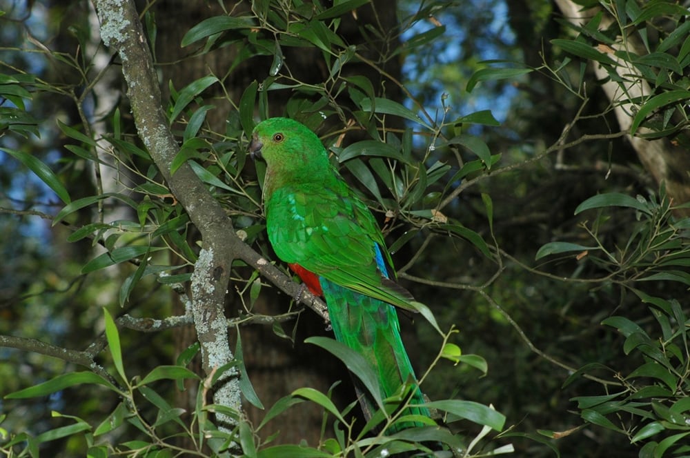 Parrot: Australian King – Birdshot Photography
