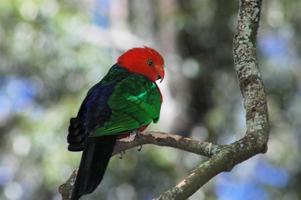 Parrot: Australian King – Birdshot Photography