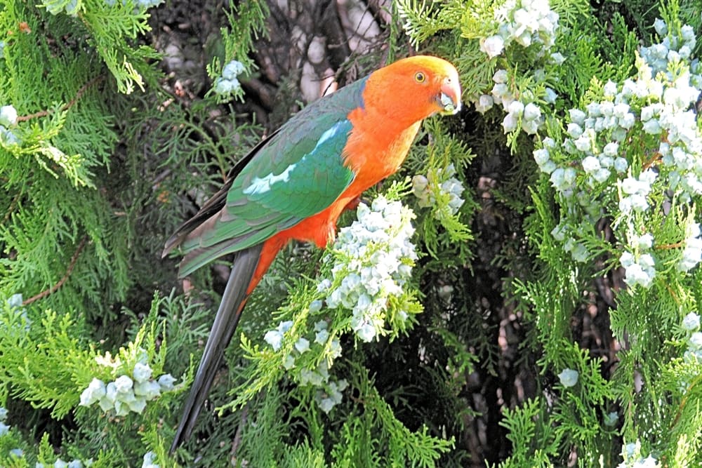Parrot: Australian King – Birdshot Photography