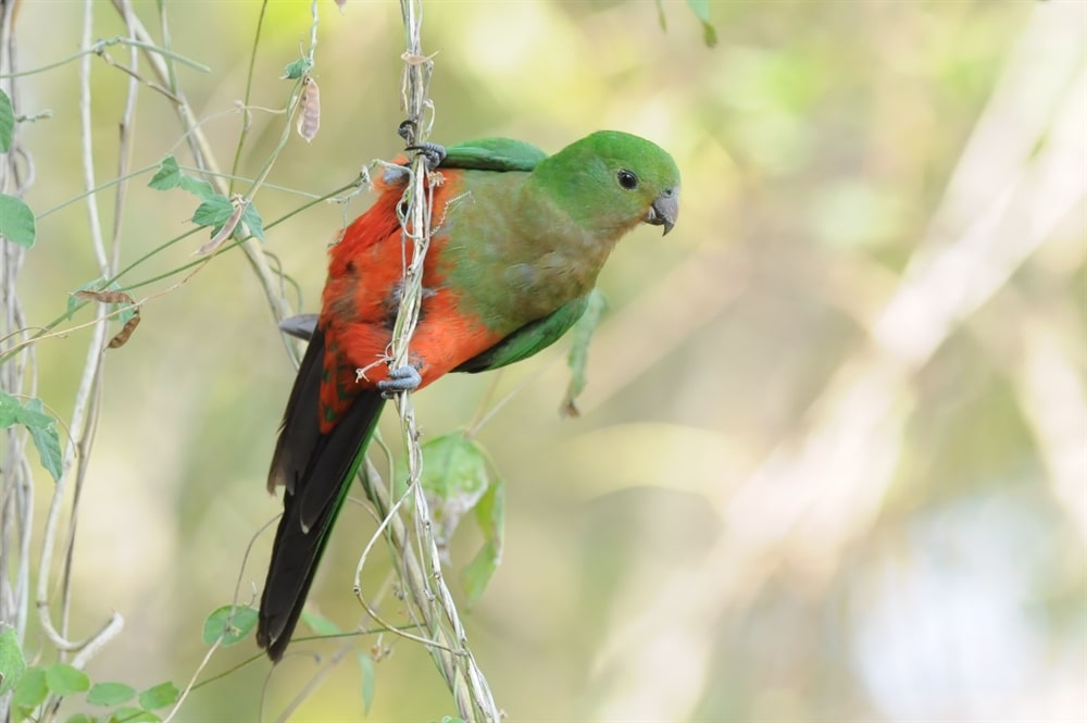 Parrot: Australian King – Birdshot Photography