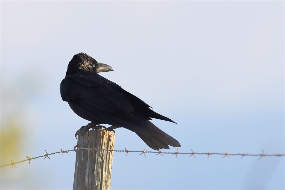 Australian Raven Port Augusta 110919 – Birdshot Photography