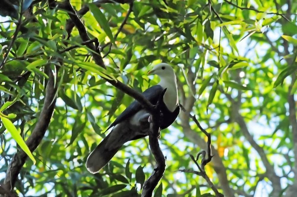 Fruit-dove – Birdshot Photography