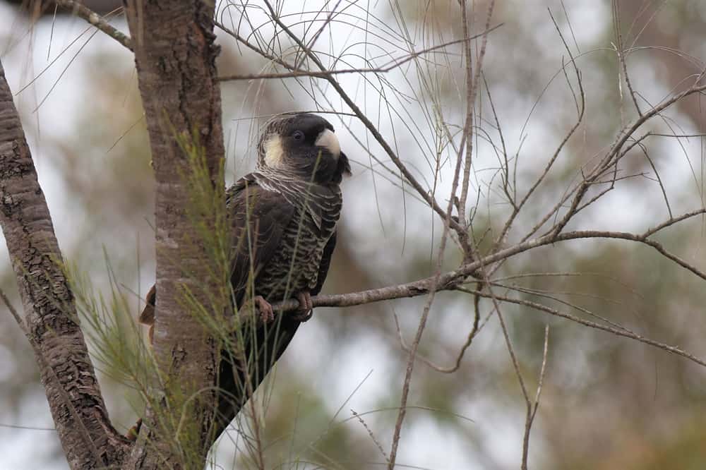 Black Cockatoo Birdshot Photography