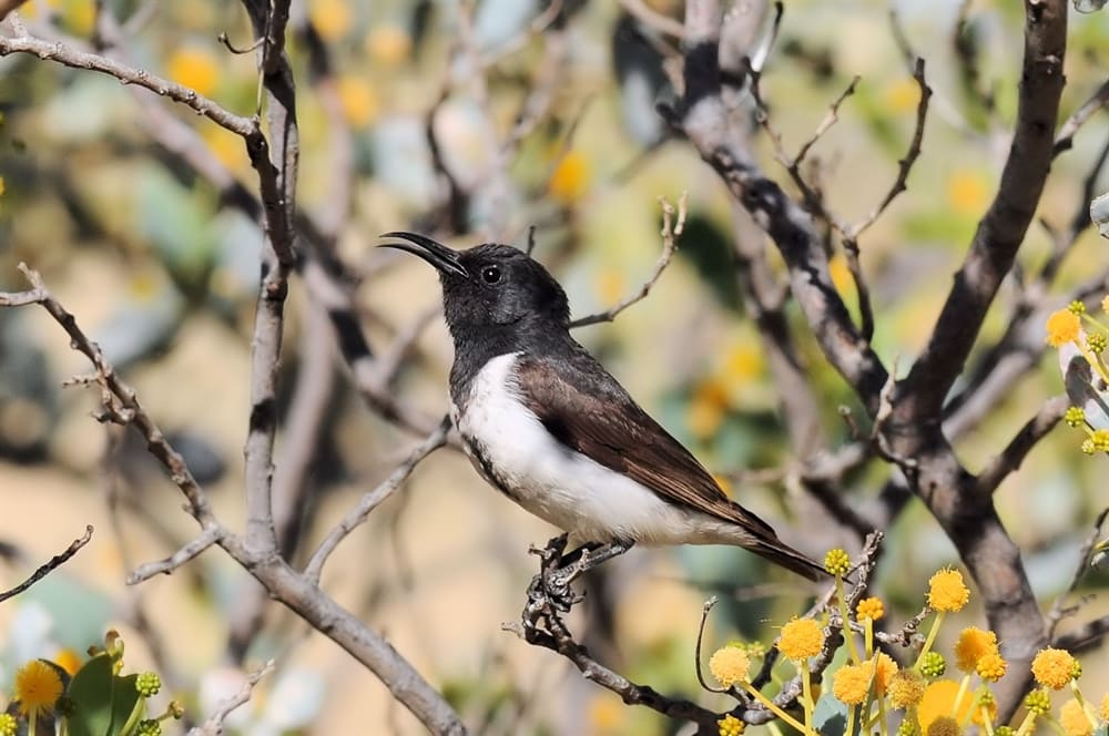 Honeyeater: Black Breasted – Birdshot Photography