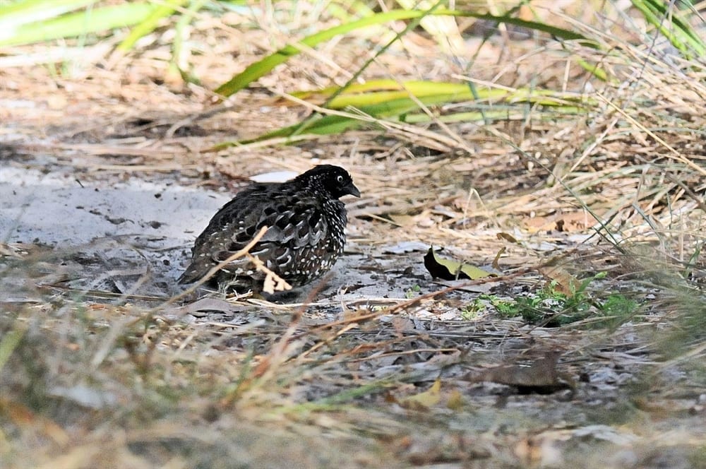 Button-quail – Birdshot Photography