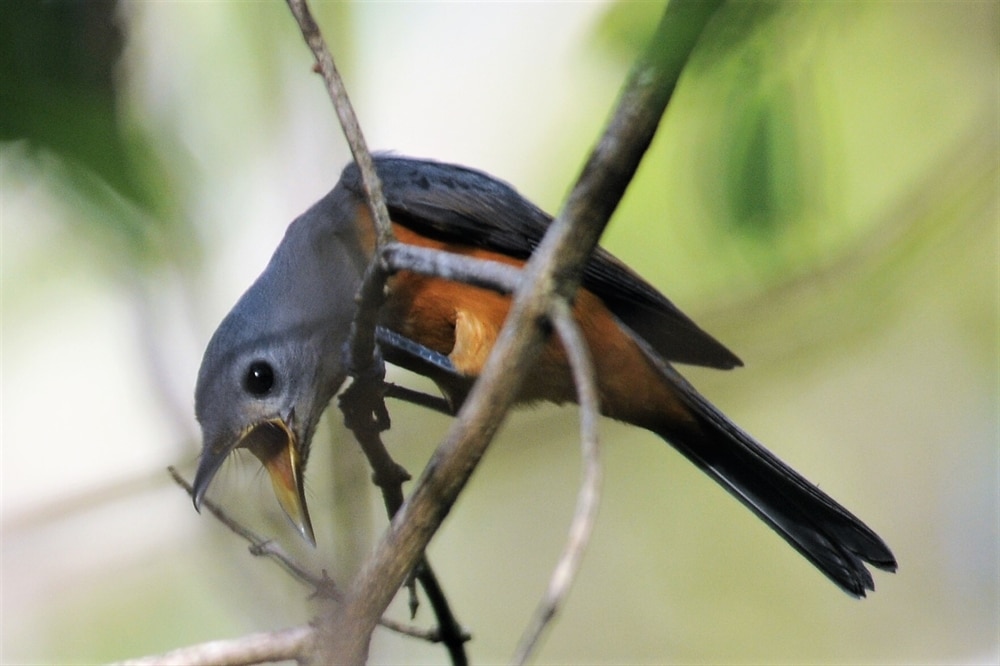 Black-faced Monarch imm – Birdshot Photography
