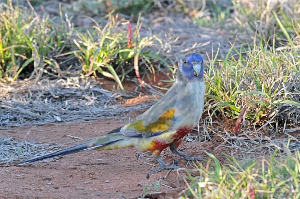 Blue Bonnet – Birdshot Photography