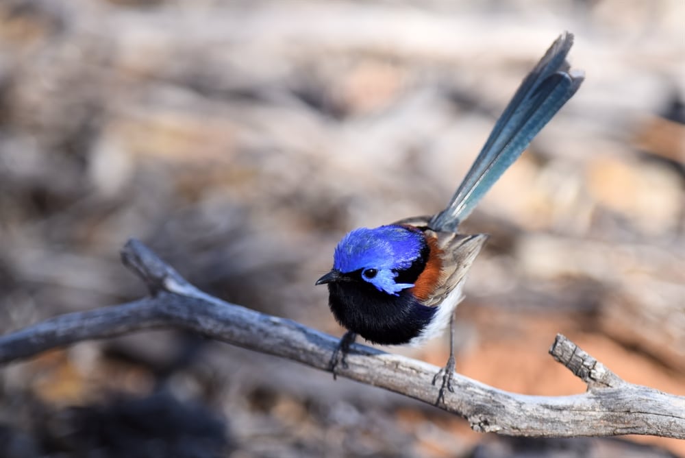 Blue-breasted Fairy-Wren 6 Kimba L – Birdshot Photography