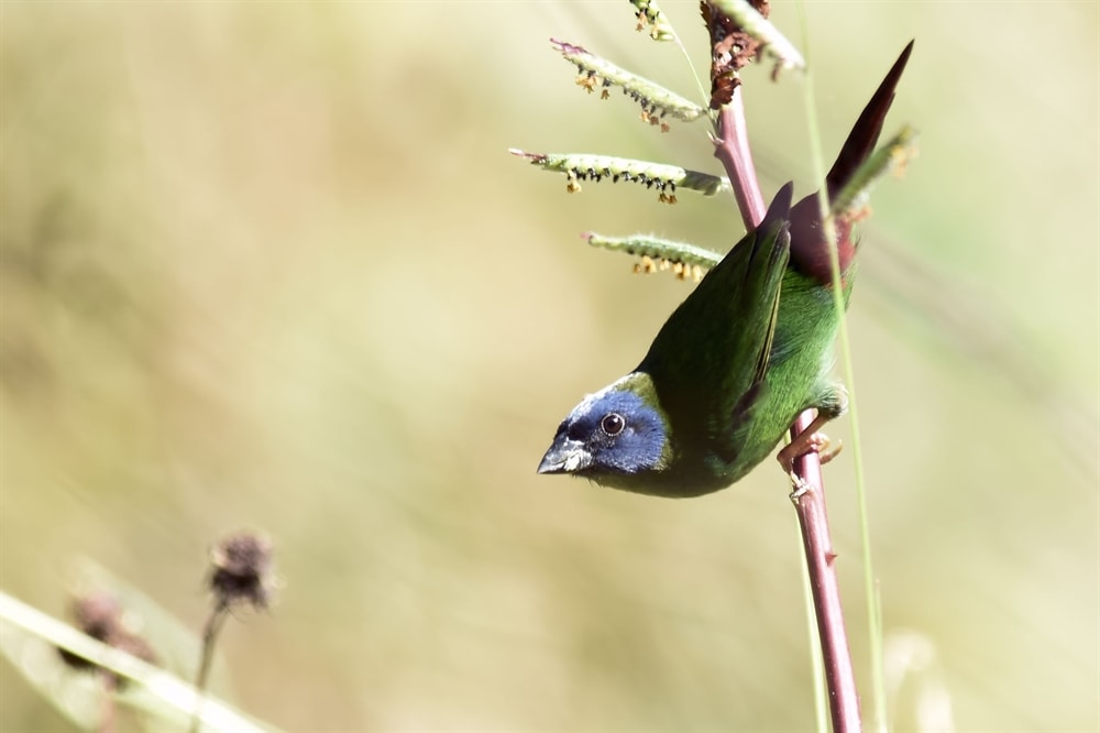Parrot-finch – Birdshot Photography
