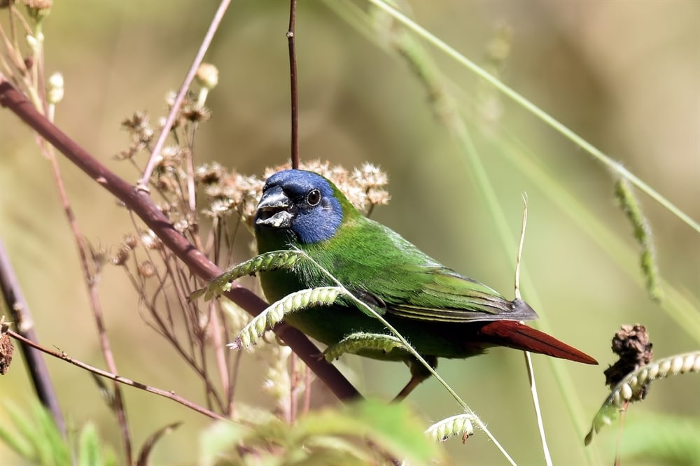 Parrot-finch – Birdshot Photography
