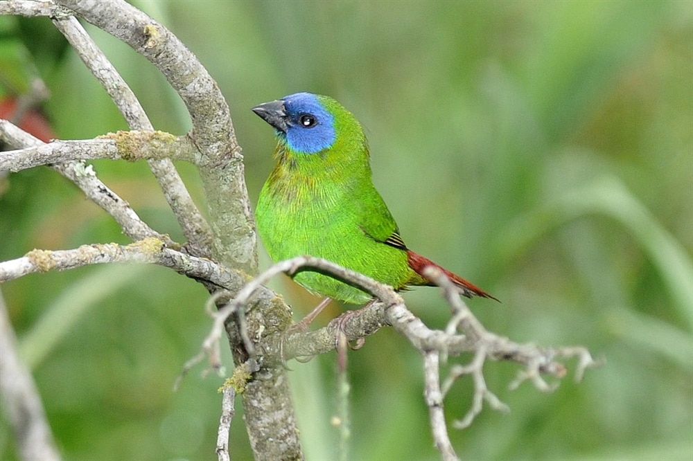 Parrot-finch – Birdshot Photography