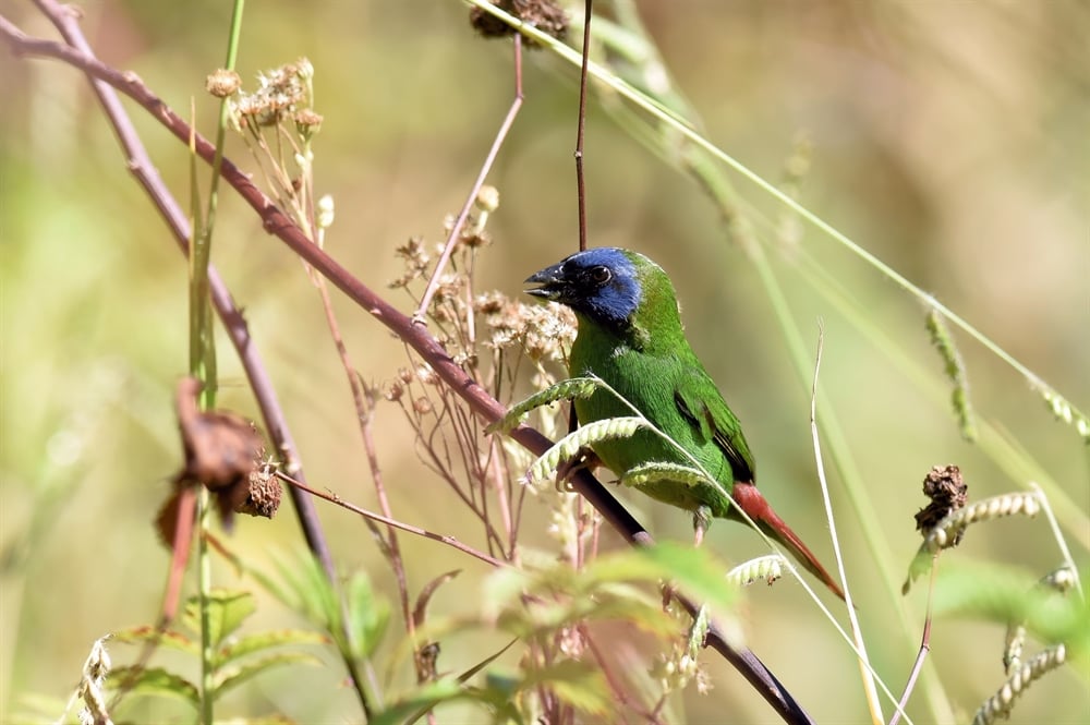 Parrot-finch – Birdshot Photography
