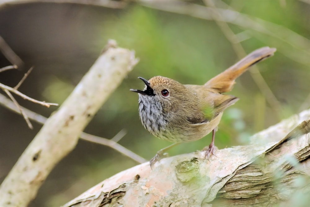 Thornbill: Brown – Birdshot Photography