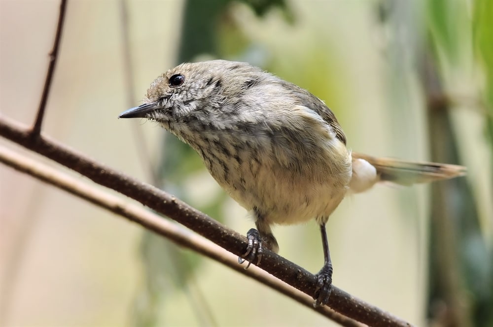 Thornbill: Brown – Birdshot Photography