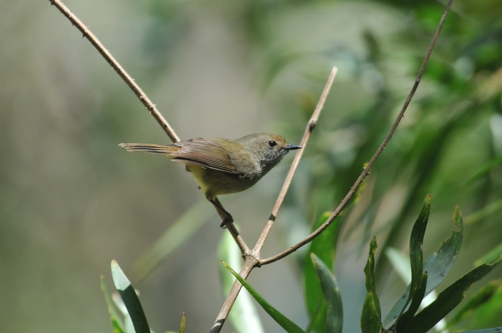 Thornbill: Brown – Birdshot Photography