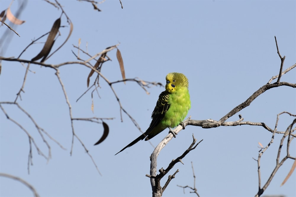 Budgerigar – Birdshot Photography