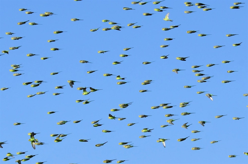 Budgerigars. 6. Barkley Roadhouse 2 – Birdshot Photography