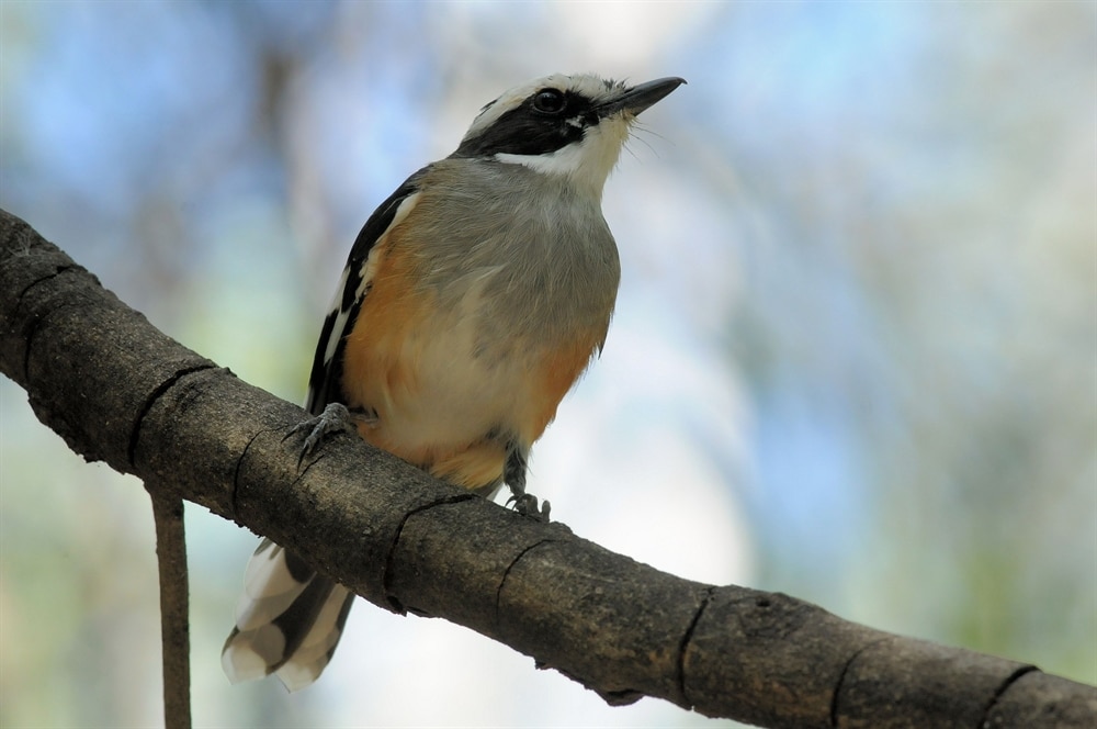 Robin: Buff Sided – Birdshot Photography