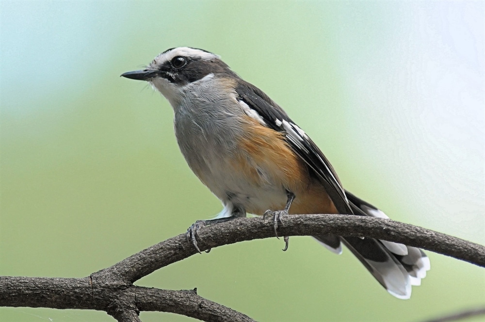 Robin: Buff Sided – Birdshot Photography