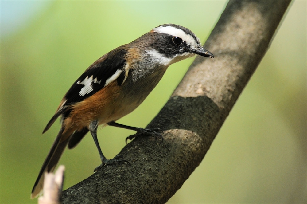 Robin: Buff Sided – Birdshot Photography