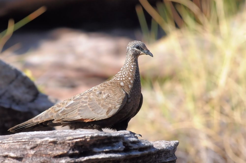 Rock-Pigeon – Birdshot Photography