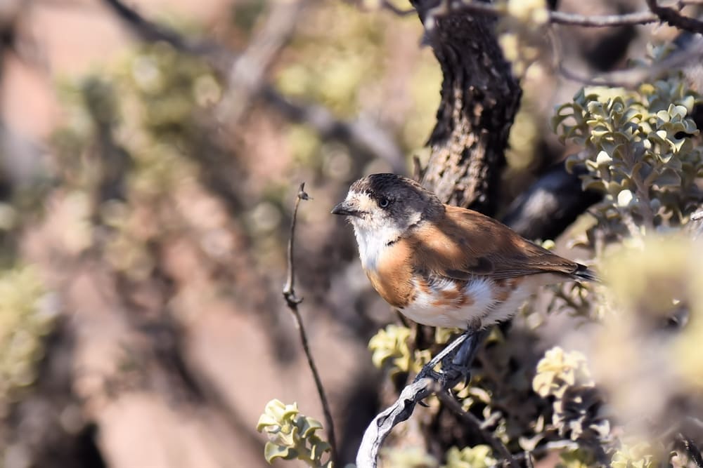 Chestnut-breasted Whiteface 10 Coober Pedy 061019 – Birdshot Photography