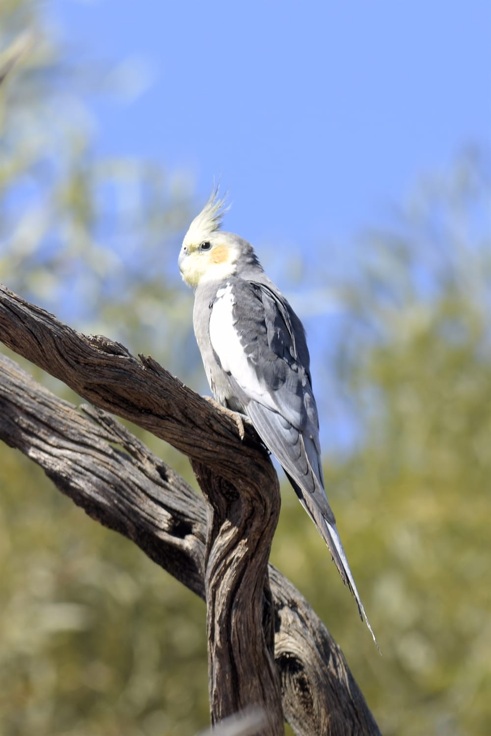 Cockatiel 4 Paddabilla Bore 230819 – Birdshot Photography