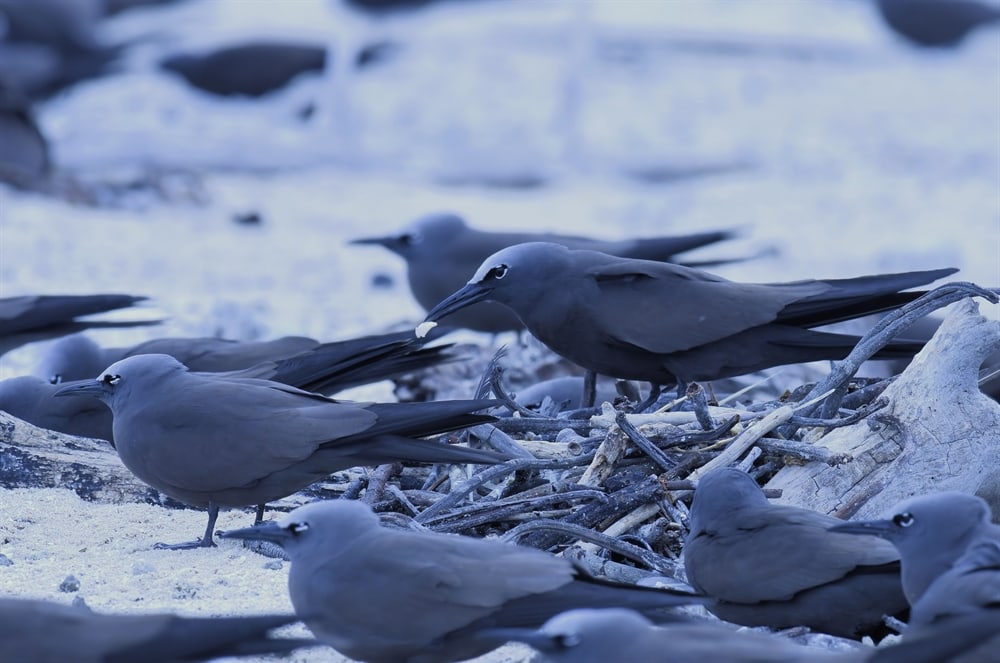 Common Noddy. 4 Michaelmas Cay. 241016 – Birdshot Photography