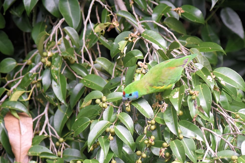 Double-eyed Fig Parrot 5 Kairi 200419 – Birdshot Photography