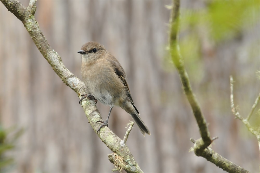 Dusky Robin. Bruny Island. Tas – Birdshot Photography