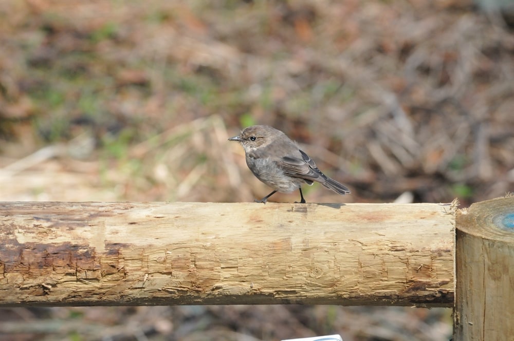 Robin: Dusky – Birdshot Photography