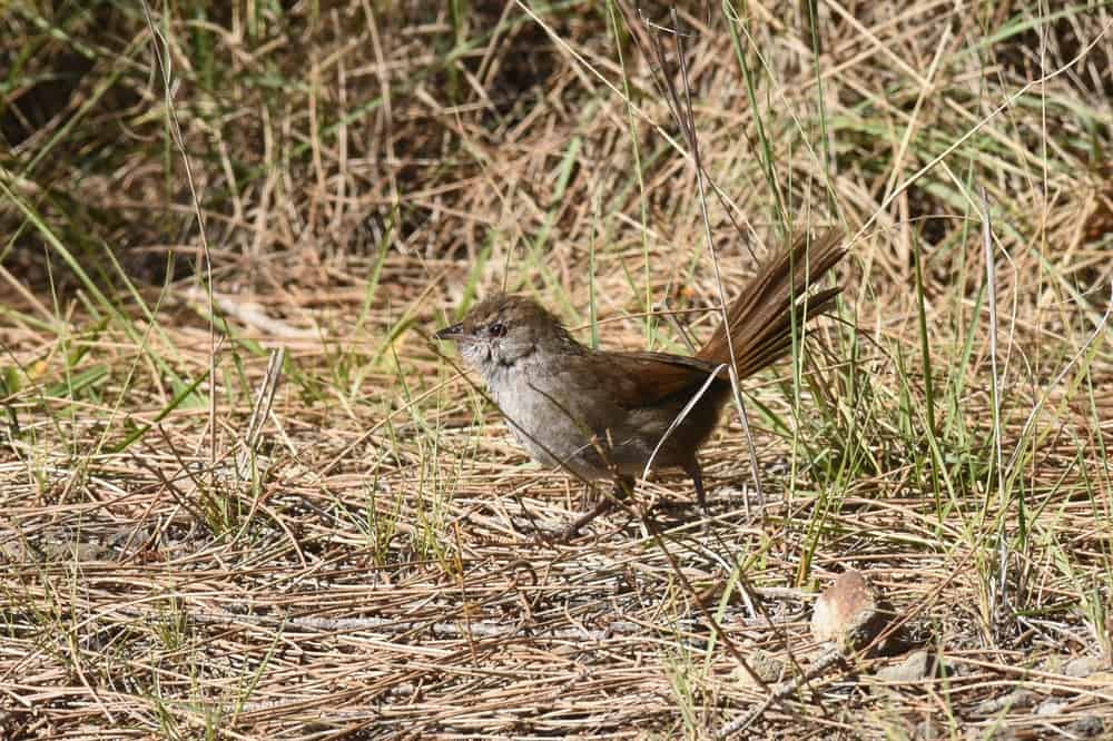 Eastern Bristlebird. 3. Jervis Bay. 301015 – Birdshot Photography