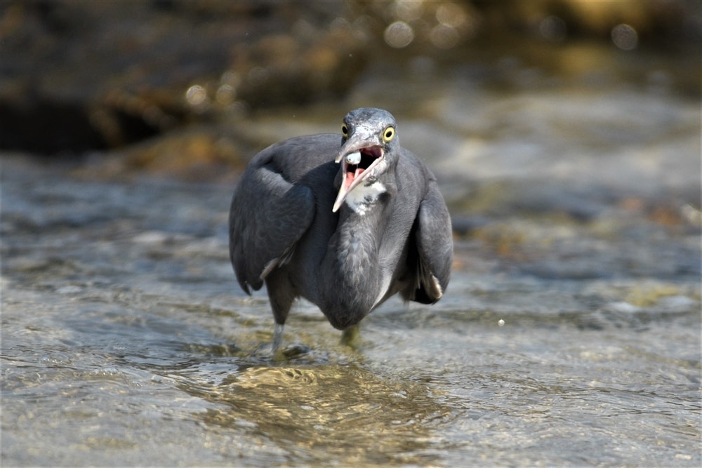 Eastern Reef Egret – Birdshot Photography