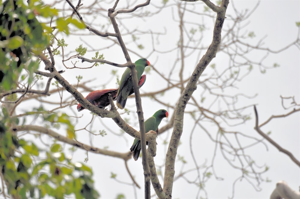 Parrot: Eclectus – Birdshot Photography