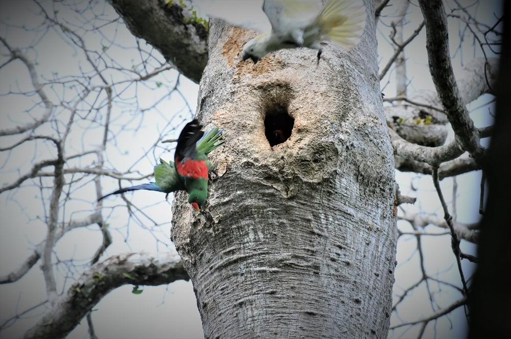 Parrot: Eclectus – Birdshot Photography