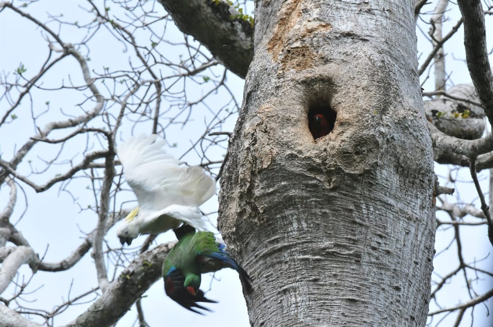 Parrot: Eclectus – Birdshot Photography