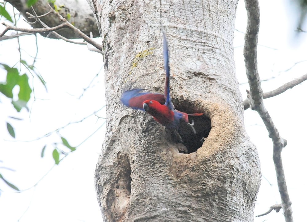 Parrot: Eclectus – Birdshot Photography