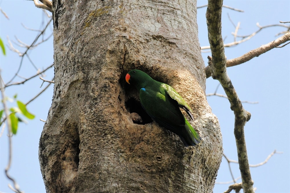 Eclectus Parrot (m). Iron Range – Birdshot Photography