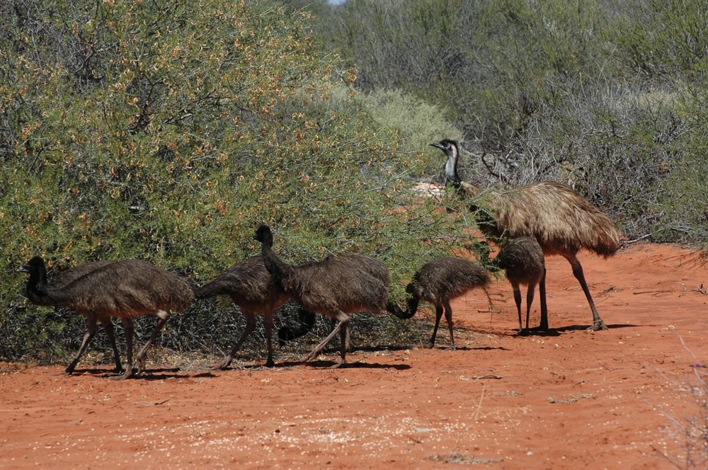 Emu – Birdshot Photography