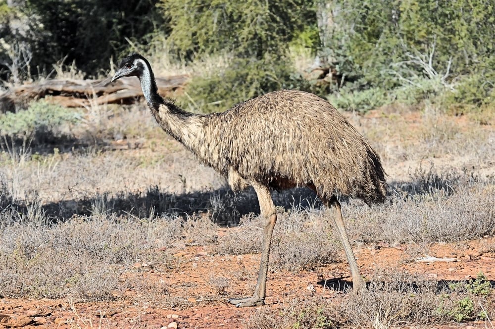 Emu – Birdshot Photography
